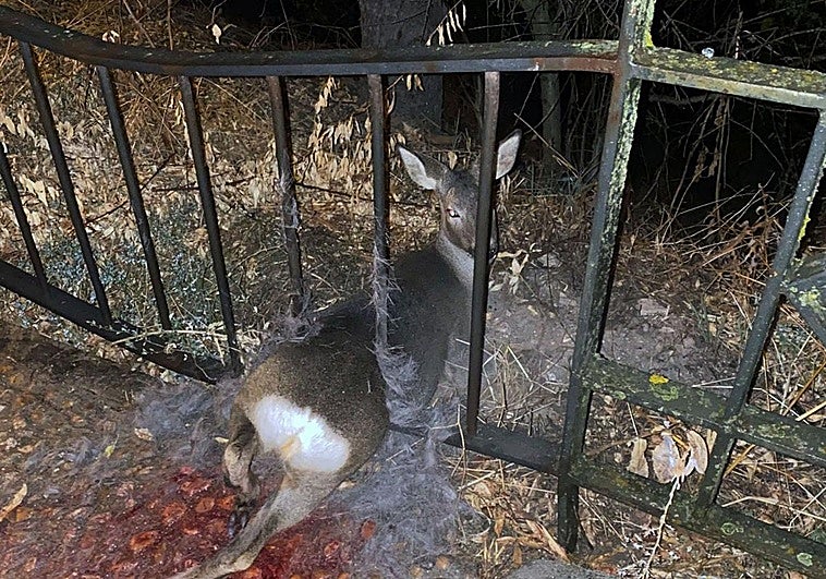 Los bomberos rescatan a un corzo atrapado en la valla de la Cuesta de los Hoyos | El Norte de ...